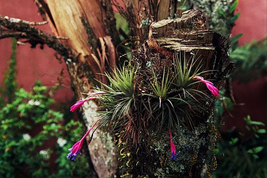 Studio Floral Dora Santoro: Plantas Epífitas