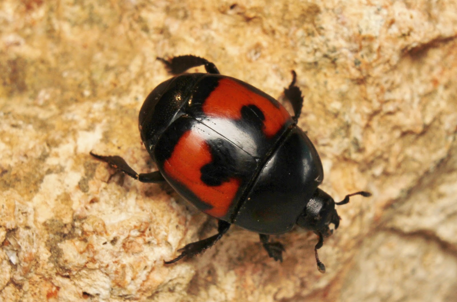 Biodiversity of Cyprus by NGO Protection of the Natural Heritage and ...