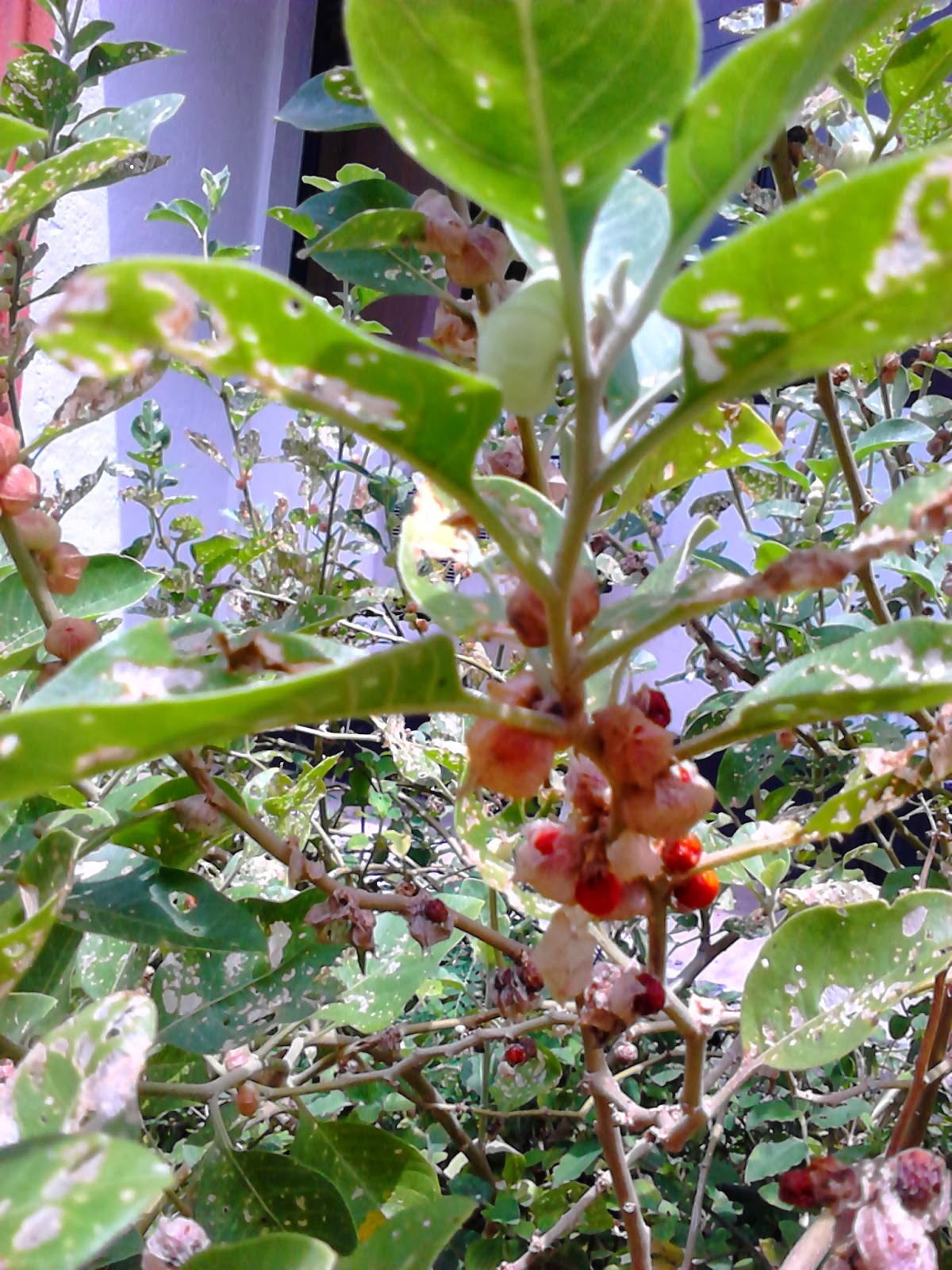 Withania somnifera (L) Dunal (Amukkara) අමුක්කරා. - Herbal Plants of Asia