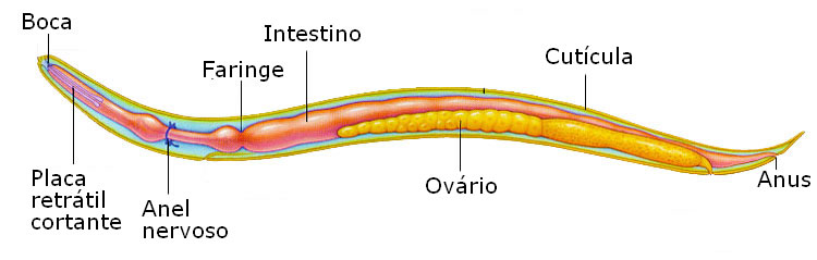 BioDNA: Nematelmintos (Filo Nematoda)