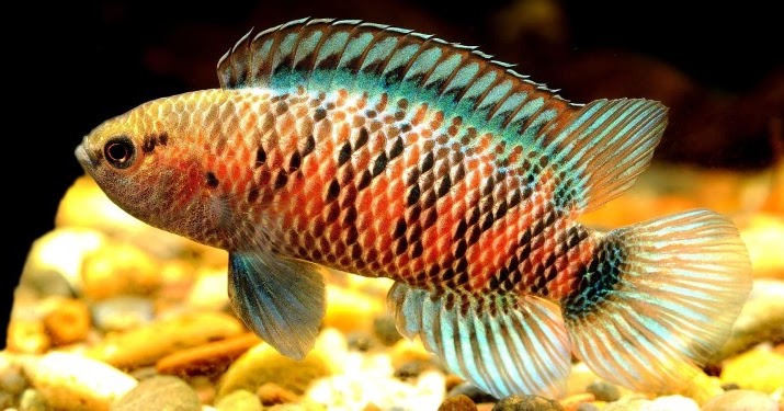 Blue Perch - BEAUTIFUL FISHES