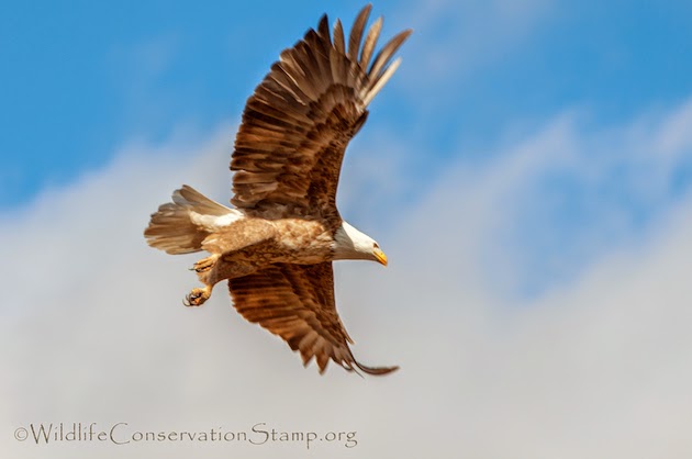 White Wolf : An Incredibly Rare Leucistic Bald Eagle Makes Its ...