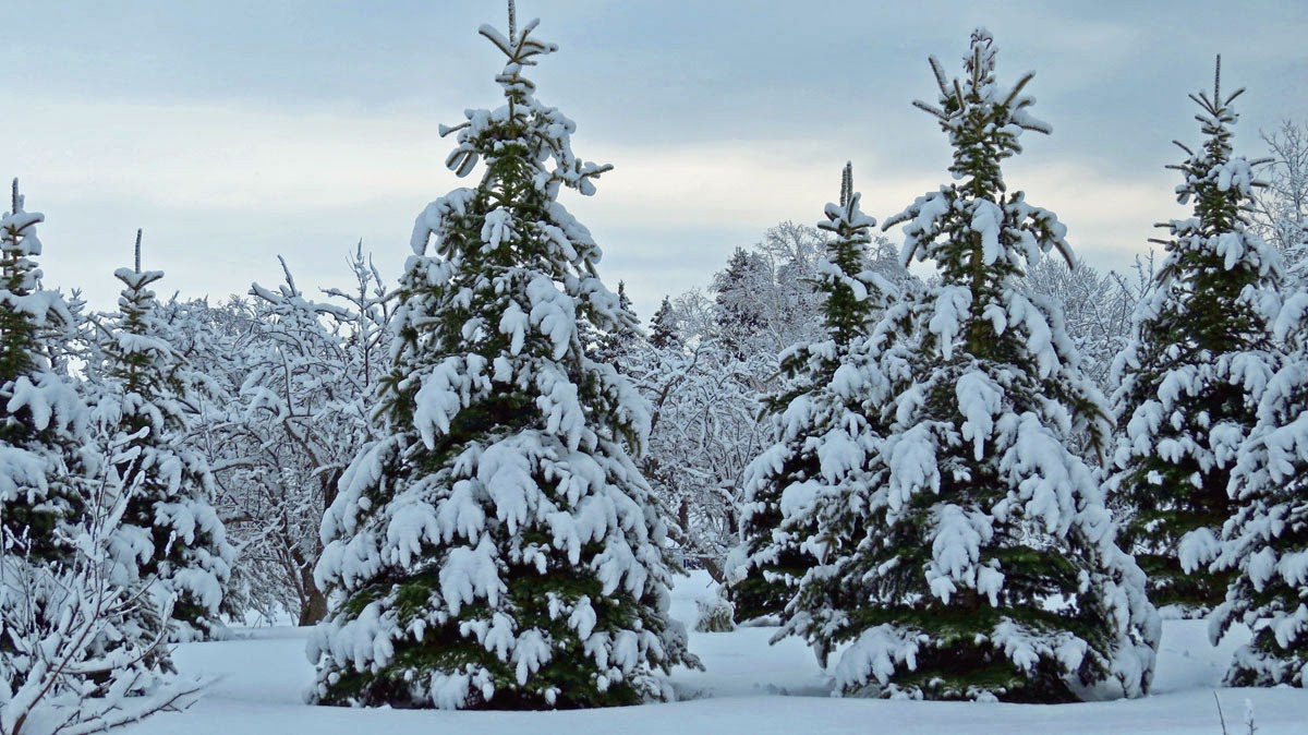 The Agatelady: Adventures and Events: Most Beautiful Snow Storm of the ...