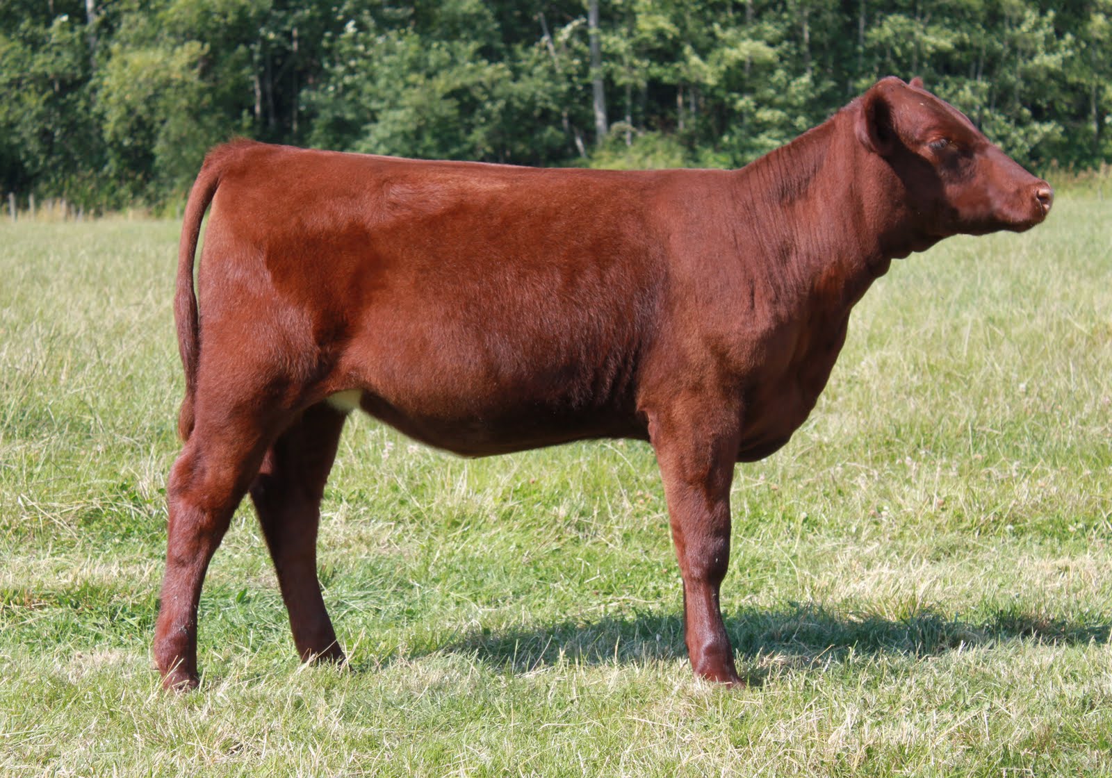The Fall Prospect Showcase 2011: Heifer Catalog Sale Order
