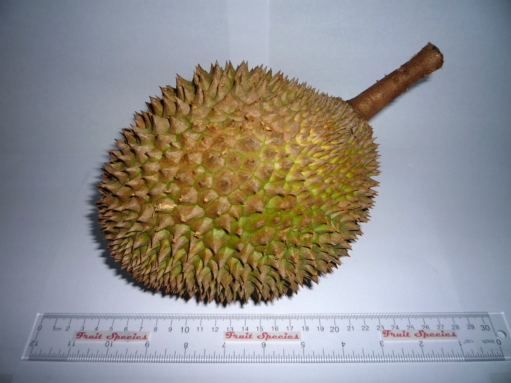 Fruit Species: DURIAN