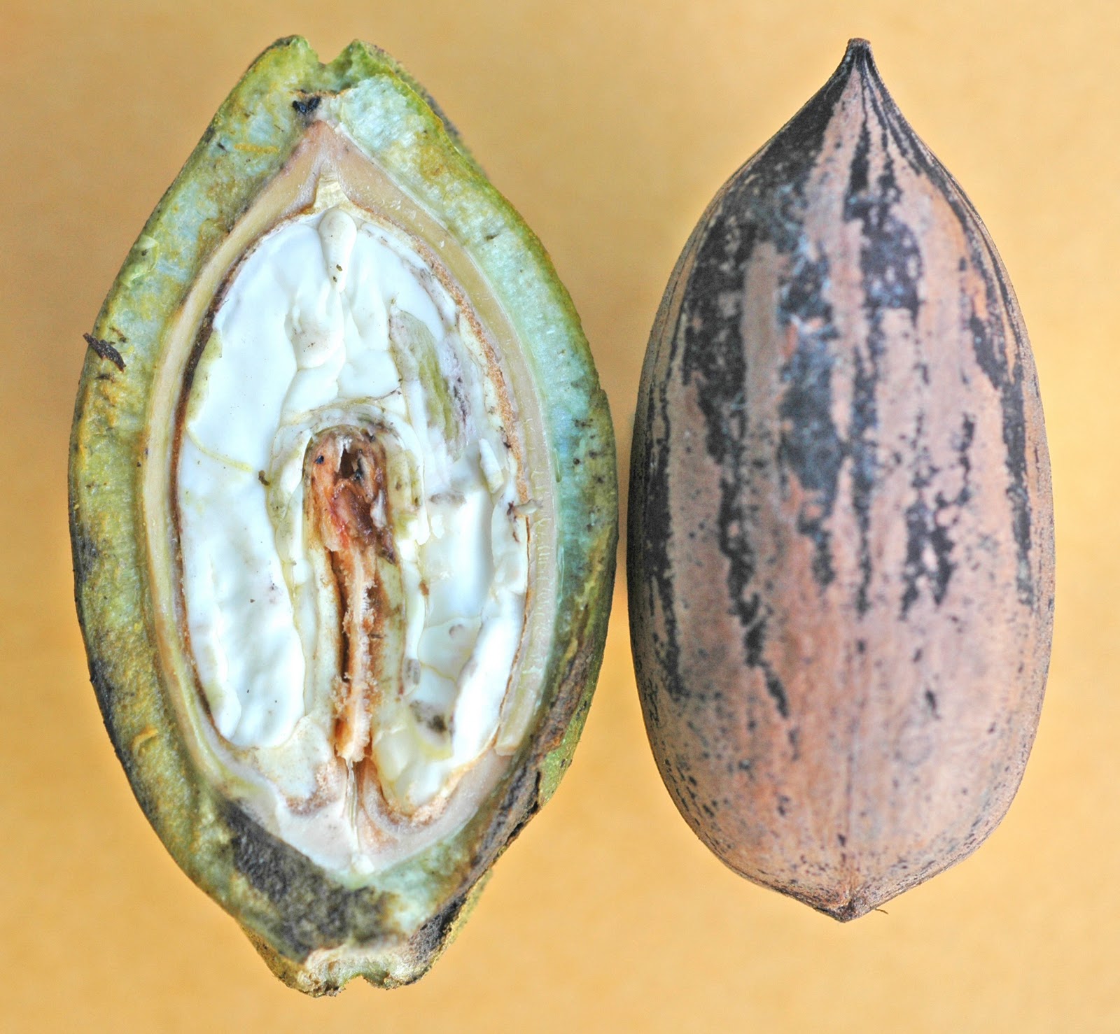 Northern Pecans: 'Giles' pecan kernel fill