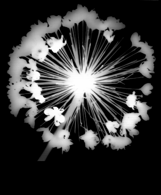 PRINT TO PIXEL: Photograms