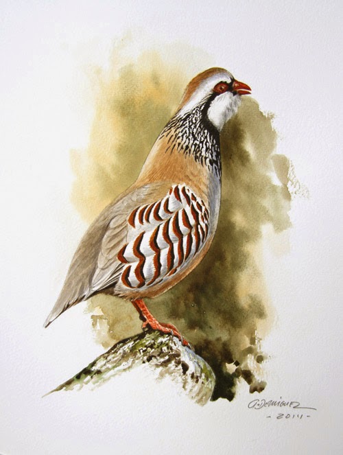Arturo de Miguel - Wildlife Art: Perdices rojas / Red-legged Partridge.