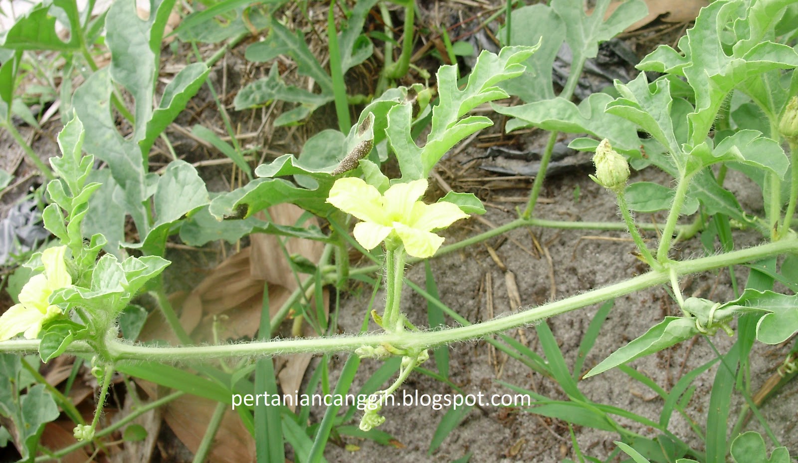 PERTANIAN.....: Tembikai