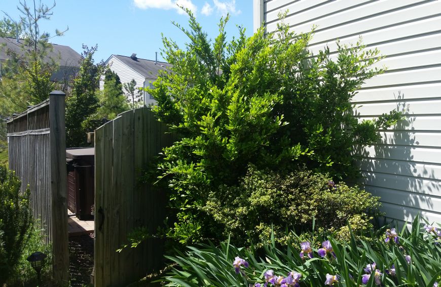 Future Plants by Randy Stewart: Isu Tree