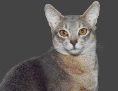 Encyclopedia of Cats Breed: Black Abyssinian Cat