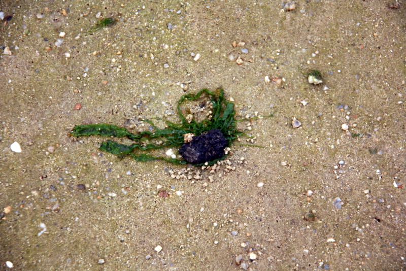 Fossil CSI: Comparing fossil seaweed (attached to a rock anchor) found ...