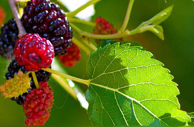 Belajar mengenal tanaman obat dan cara pengolahannya: Tanaman Murbei ...