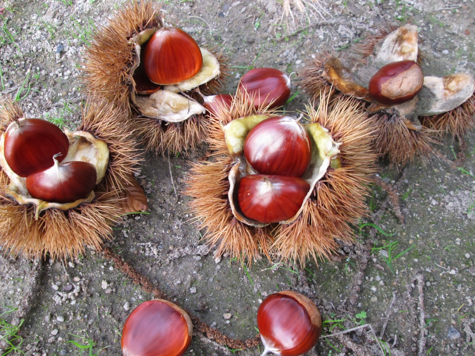 BlogDosForninhenses: Imagens de Castanhas