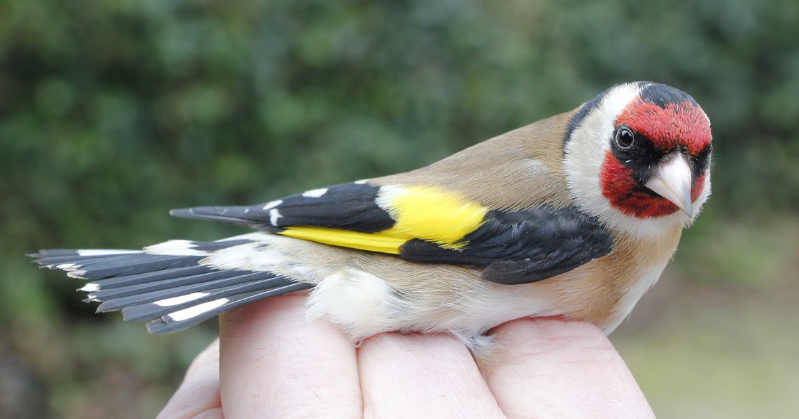 Another Bird Blog: This And That