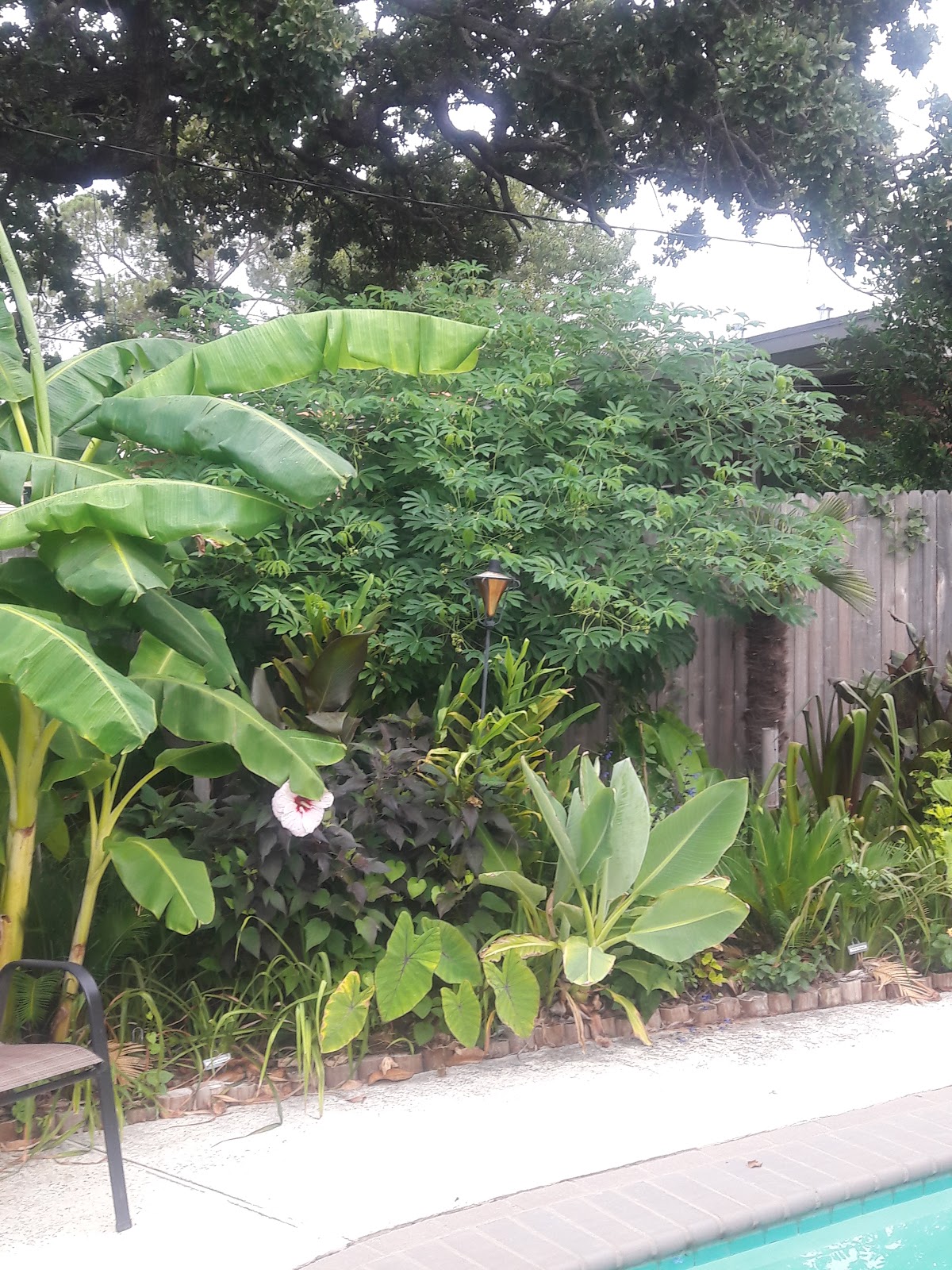 T is for Tapioca (Manihot grahamii)