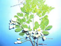 papanasini: MORINGA LEAVES ( MURINGA ILA )