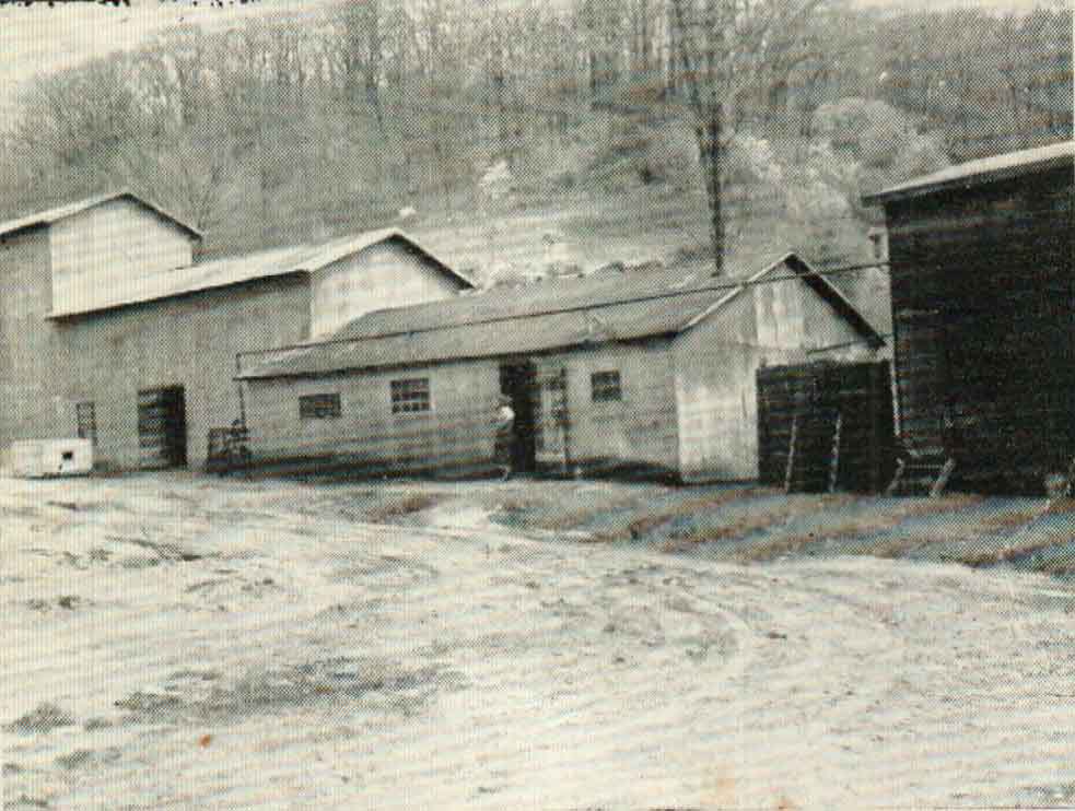 Til the Last Hemlock Dies: Nature Heals