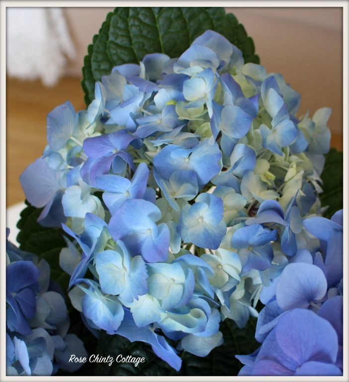 Rose Chintz Cottage: Beau-tea-ful Blue Hydrangeas and a Wonderful Win