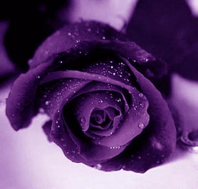 Imagenes de rosas moradas - Imagui