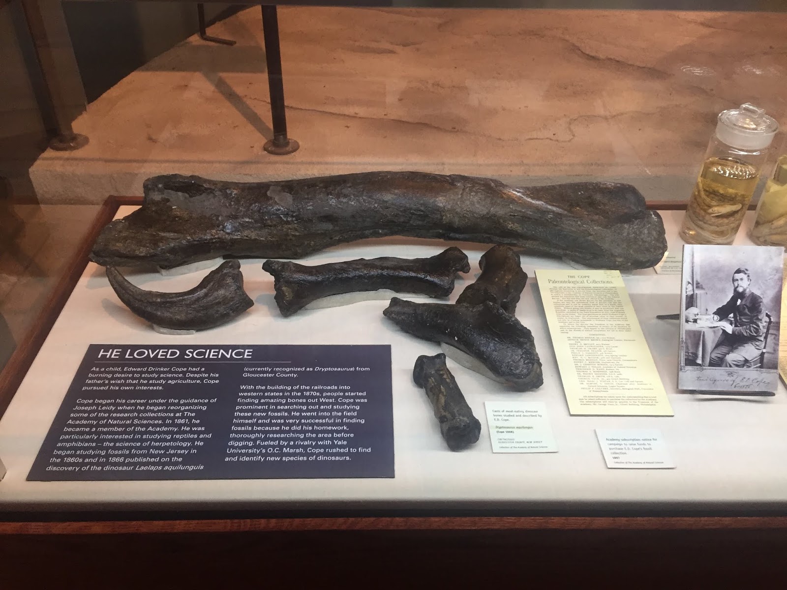 Prehistoric Beast of the Week: Prehistoric Beast at the Academy of ...