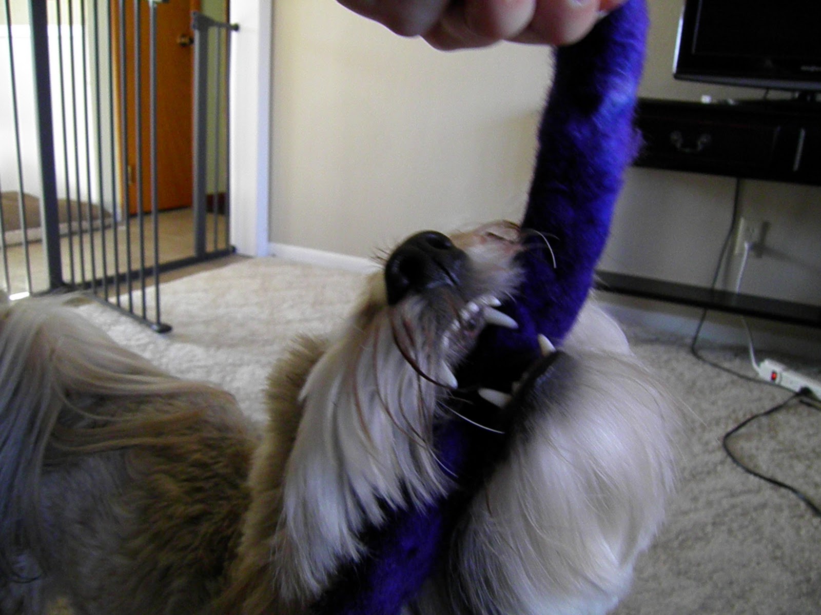 Just A Pup: Woolie Dog Tug Toy Review