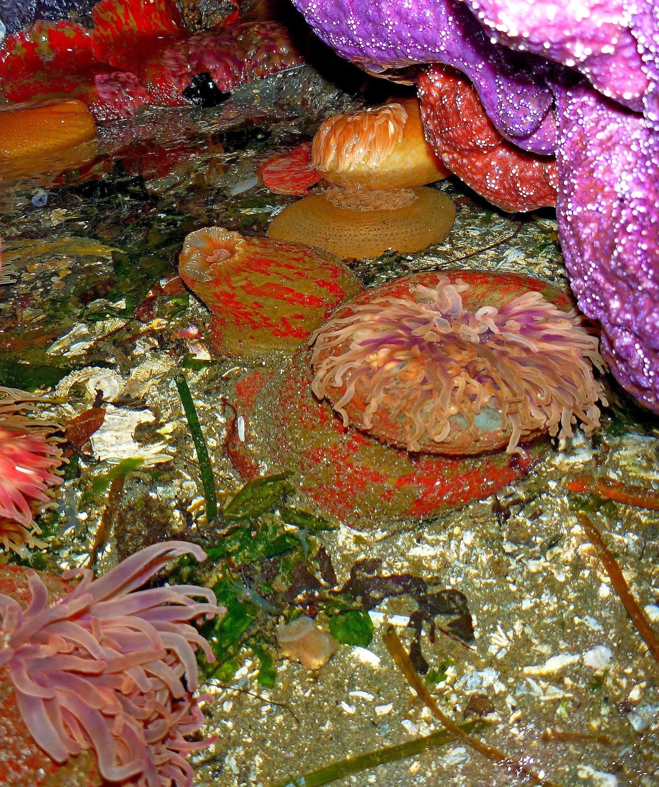 Buzz's Marine Life of Puget Sound: 2013