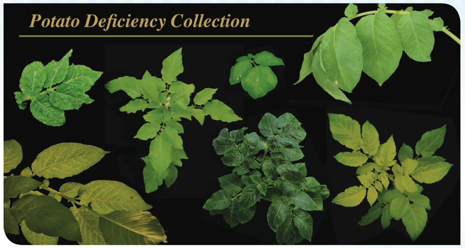 Managing Plant Nutrients: Ugly Pictures Help to Grow Beautiful Potatoes