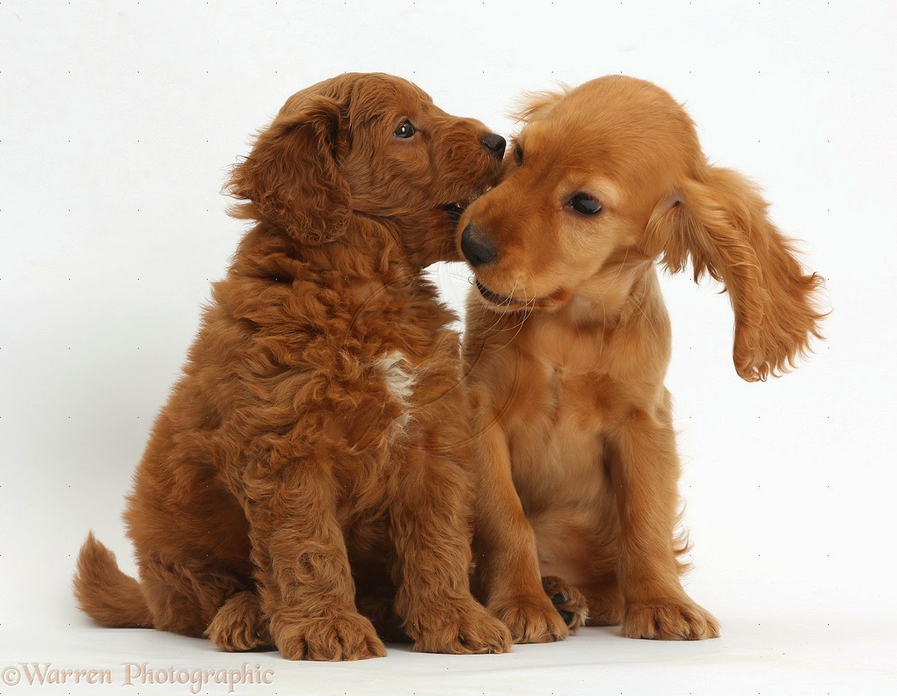 Rules of the Jungle: Cocker Spaniel puppies