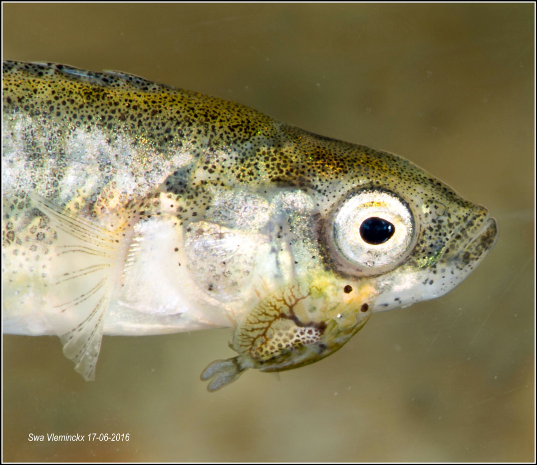 Studio Kwaak: De karperluis (Argulus foliaceus)