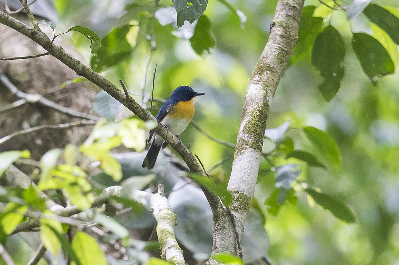 As The Crow Flies - a Hong Kong Birding Blog: Philippines - Palawan ...
