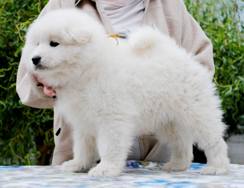 Sonata Arctica Samoyeds