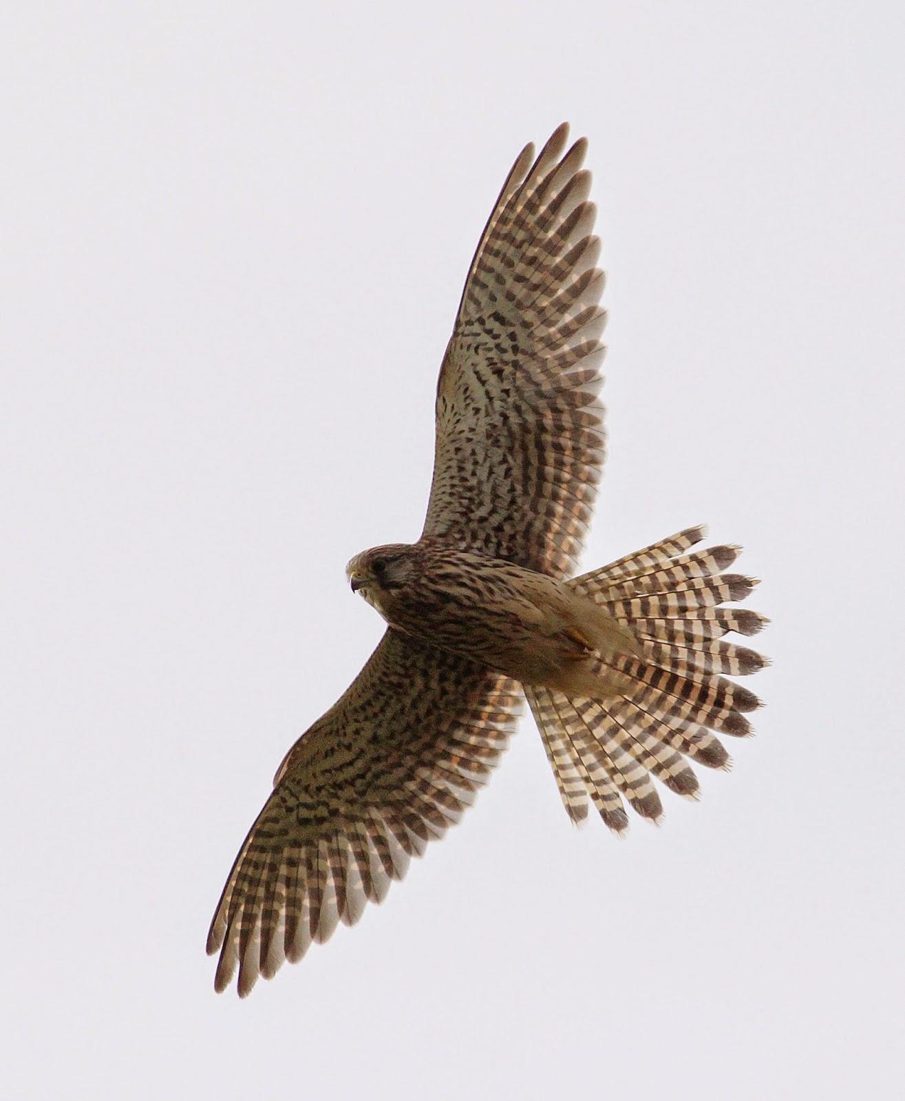 Another Bird Blog: It’s A Fluke