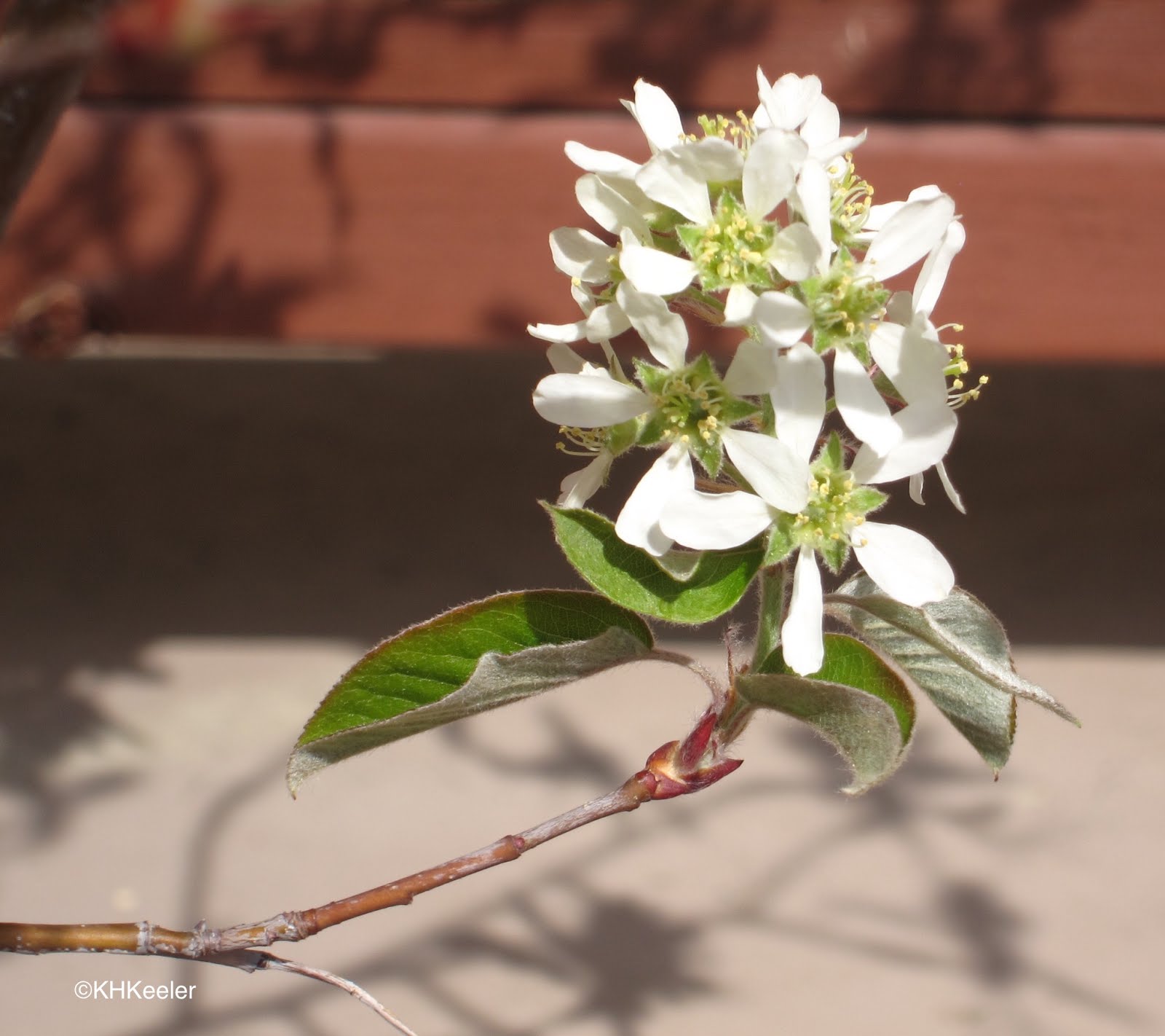A Wandering Botanist: Plant Story--Flowering Shrub of Spring ...
