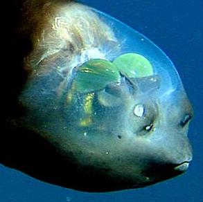 Sand-Dollared Cataract: 14 Exotic Animals