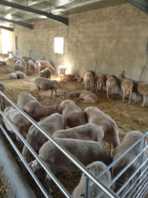 LA PLANETA OVINA: OVEJAS RAZA LACAUNE