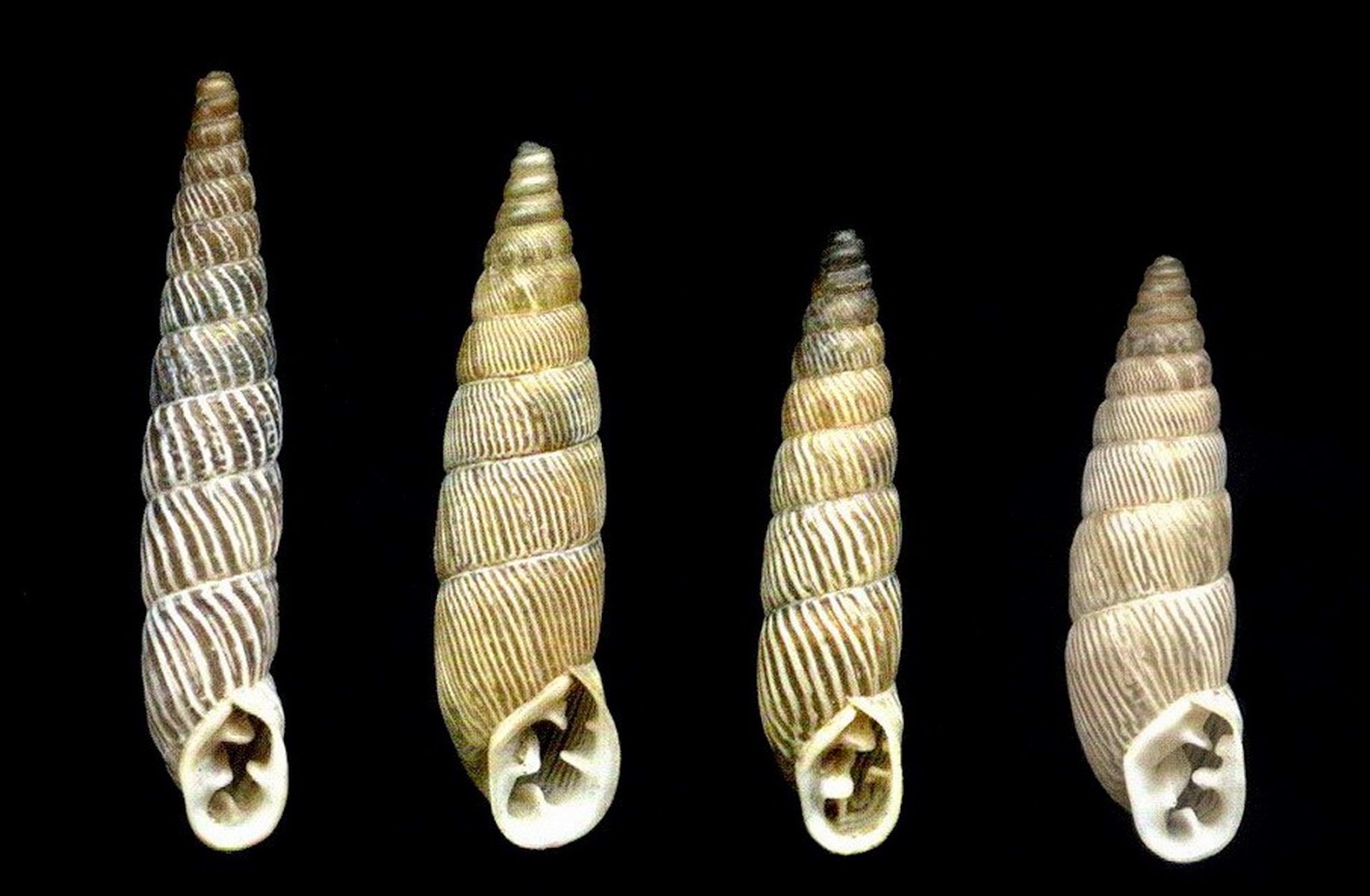 Moluscos terrestres de Argentina: Spixia columellaris (Parodiz, 1941)