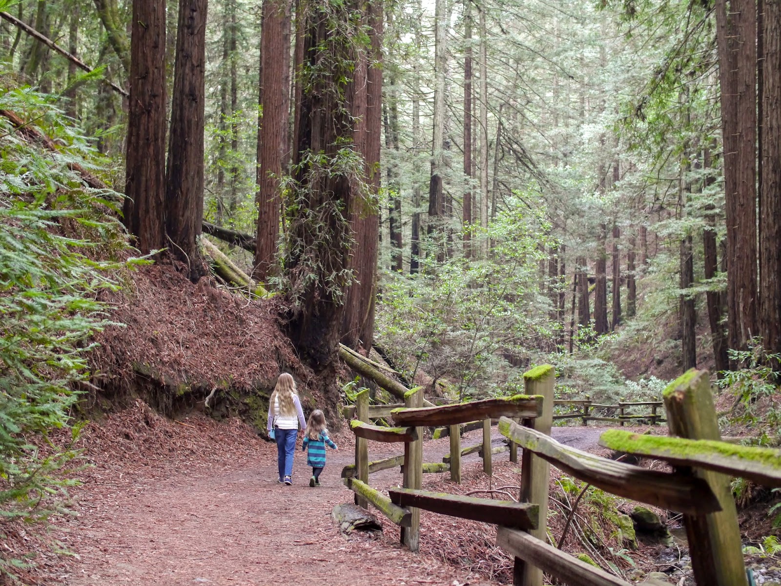 Little Hiccups: Ladybug Migration at Redwood Regional Park