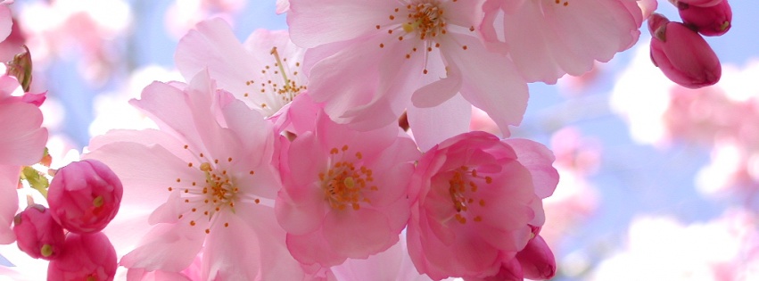 Love and LOvers Dairy (made by Sameer ): cute facebook cover page image