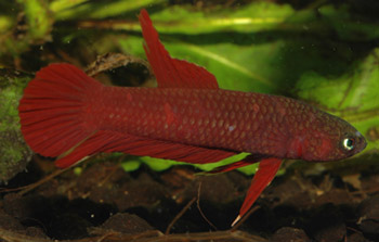 Redish Dwarf Fighter - Betta rutilans ~ Nice Betta