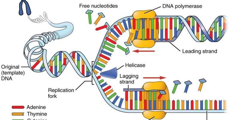 Processus de réplication de l'ADN et les enzymes impliquées | BioEduc