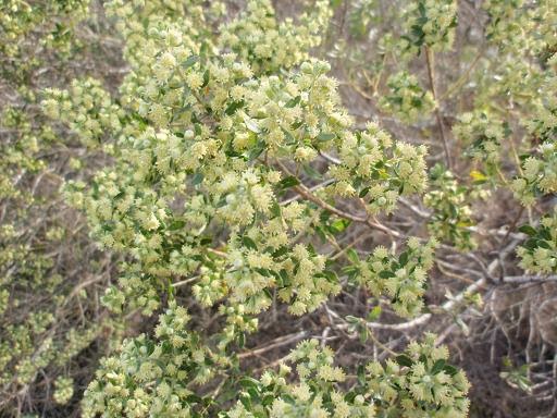 Grupo Ecologista de Jaureguiberry: "Chirca Blanca: Una cenicienta en ...