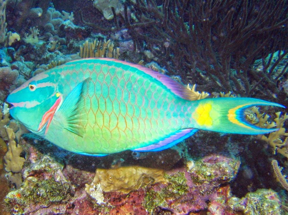PARROTFISH photos - wallpapers (ανανεωμένο) | the fun bank