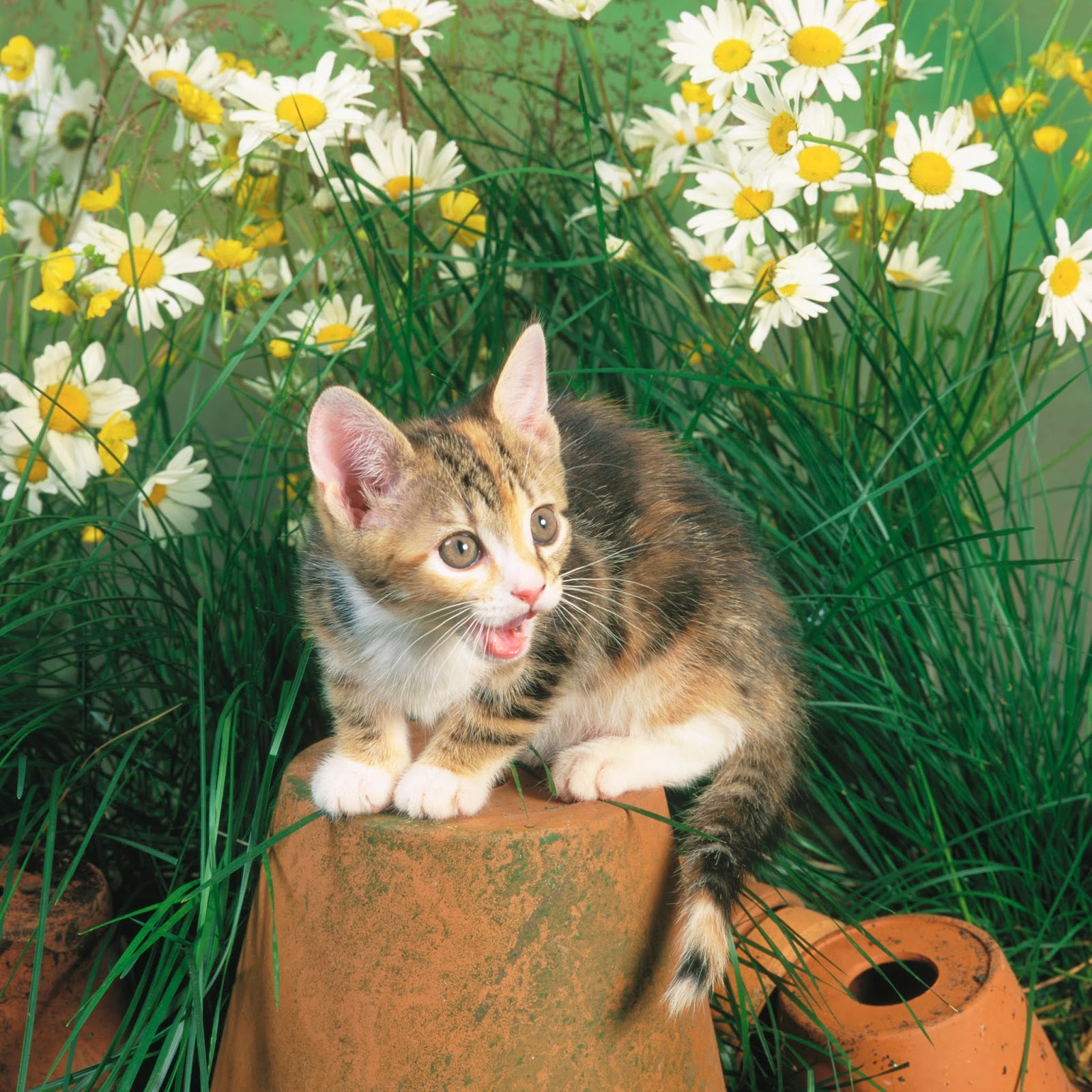 Pozulite cu pisicute micute