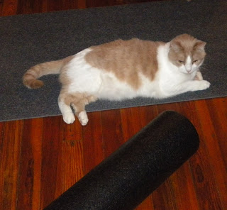 The Days and Life of MiloCat: Cat on a Mat