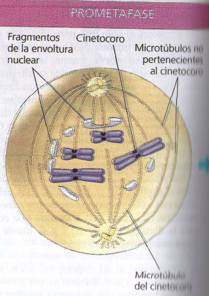 LA ERA MÁS APASIONANTE DE LA BIOLOGÍA: MITOSIS