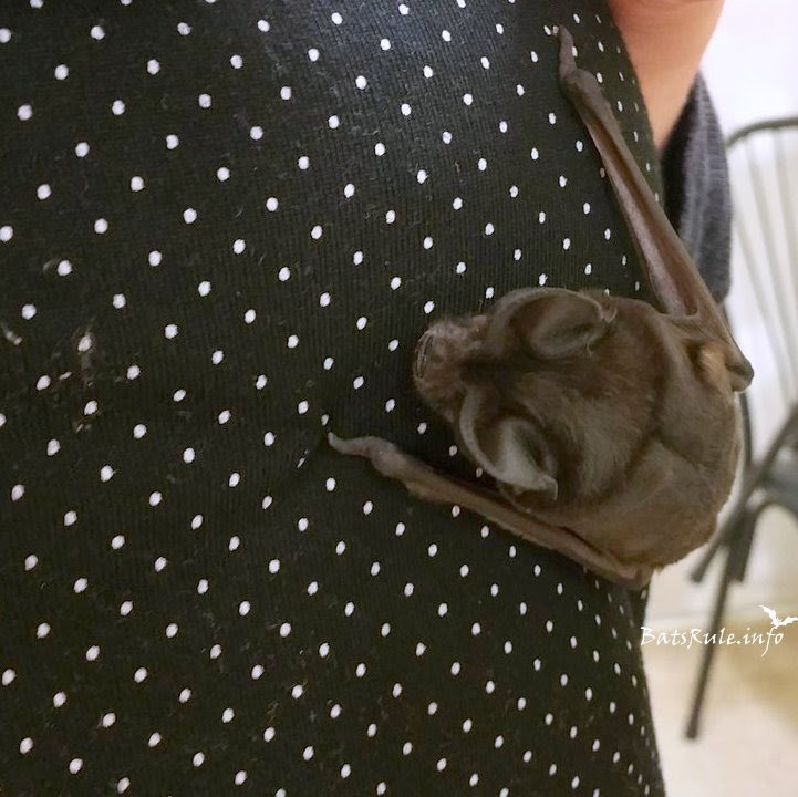 Rehab - Megabats, baby bat, Microbat