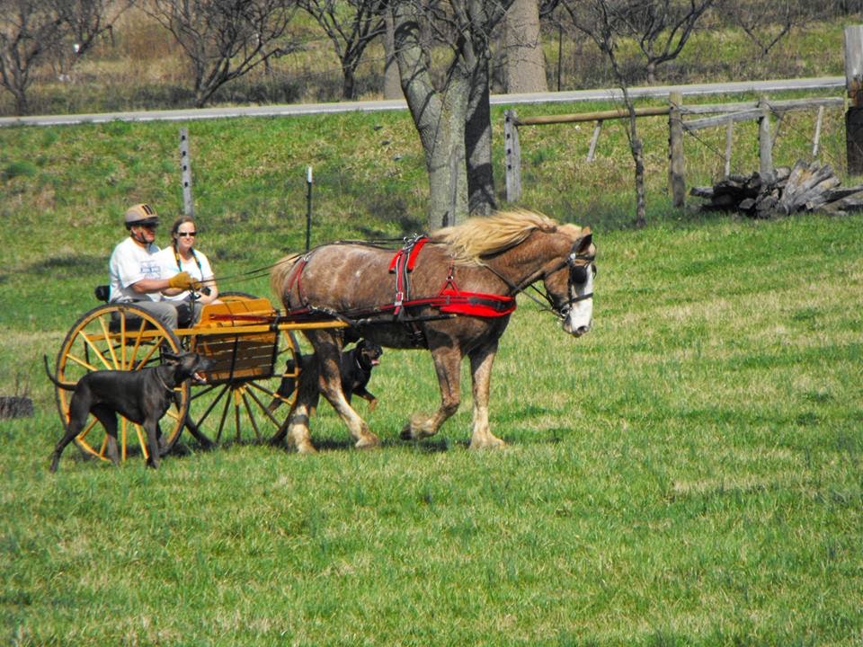 Raising Cinder, a Border Collie Puppy: Remembering Rex