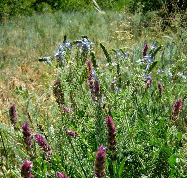 Country inside: Comorile ascunse ale Dobrogei ~ part. VI ~ Valea ...