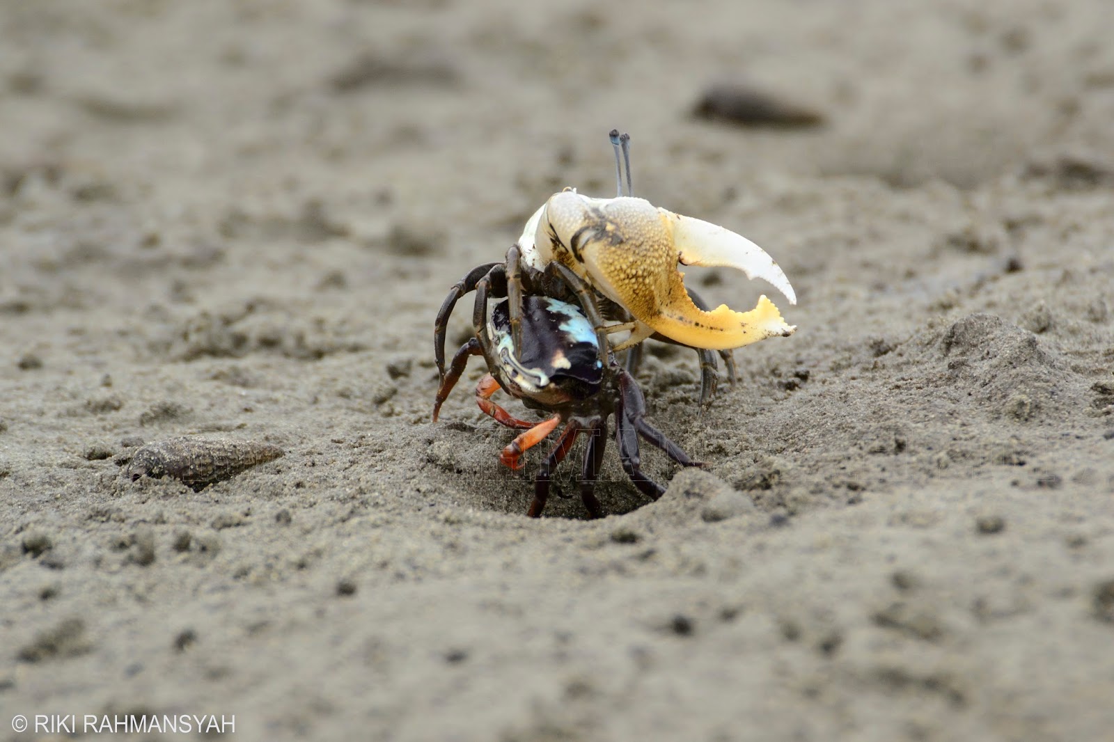 Kepiting Biola (Uca spp)